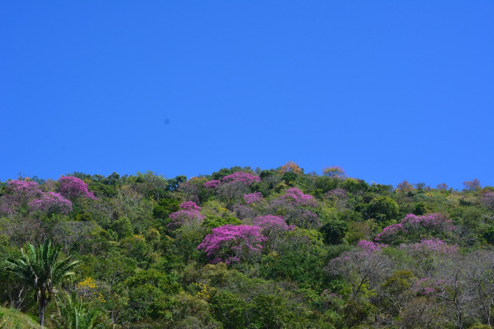 Flores del bosque seco tropical de la Sierra Nevada de Santa Marta ...